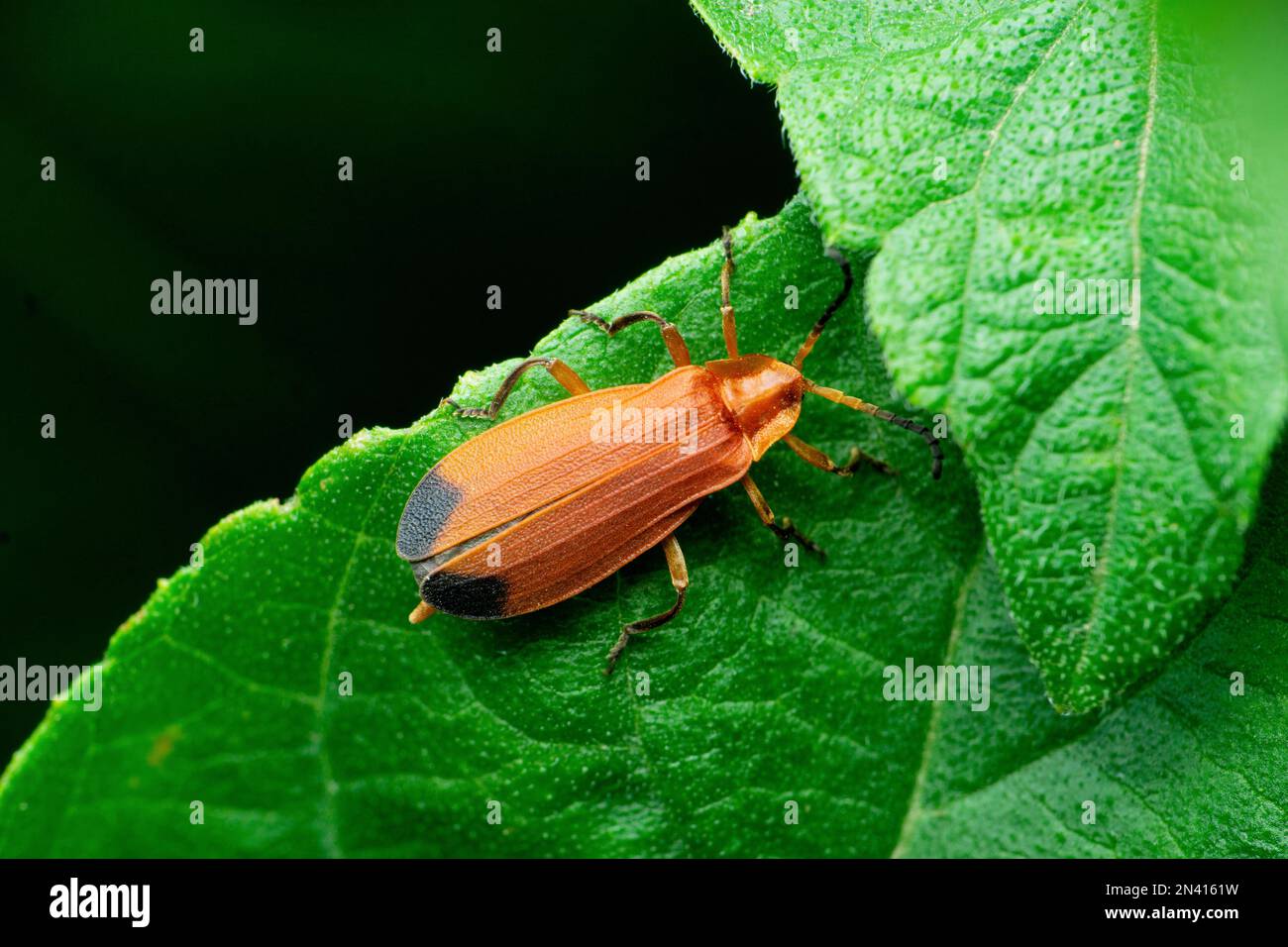Orange firefly, Satara, Maharashtra, India Stock Photo - Alamy