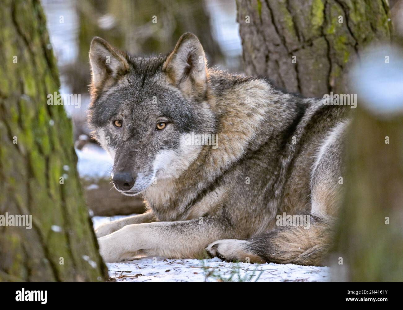 07 February 2023, Brandenburg, Groß Schönebeck: A wolf (Canis lupus ...