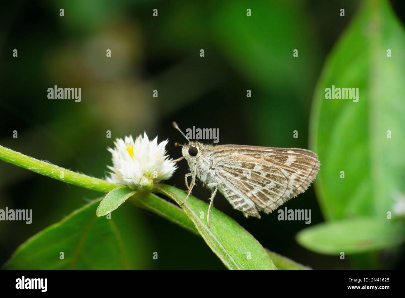 Indian swift butterfly hi-res stock photography and images - Alamy