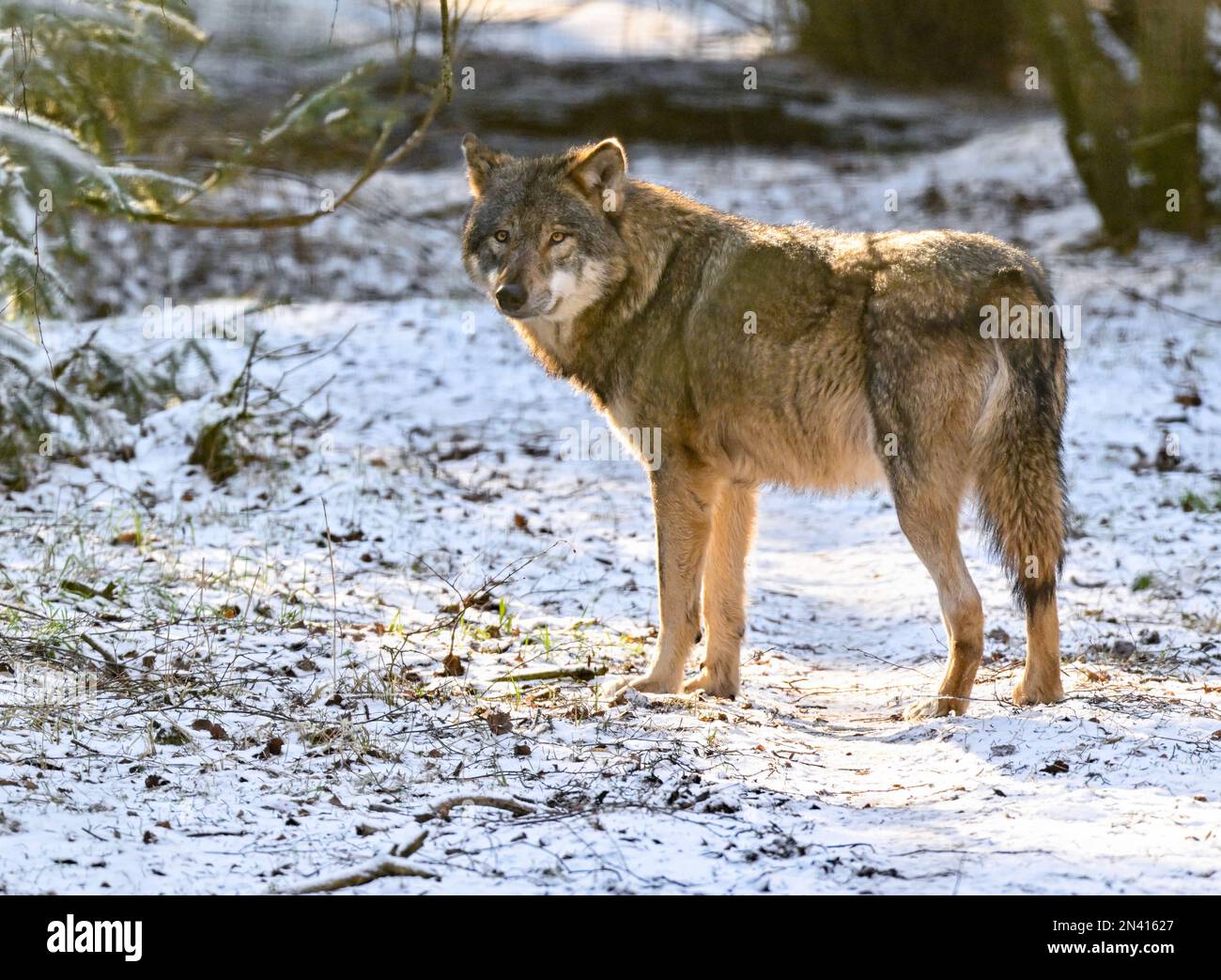 07 February 2023, Brandenburg, Groß Schönebeck: A wolf (Canis lupus ...