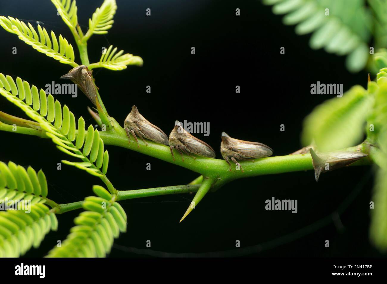 Spiny treehopper on tree branch Stock Photo - Alamy