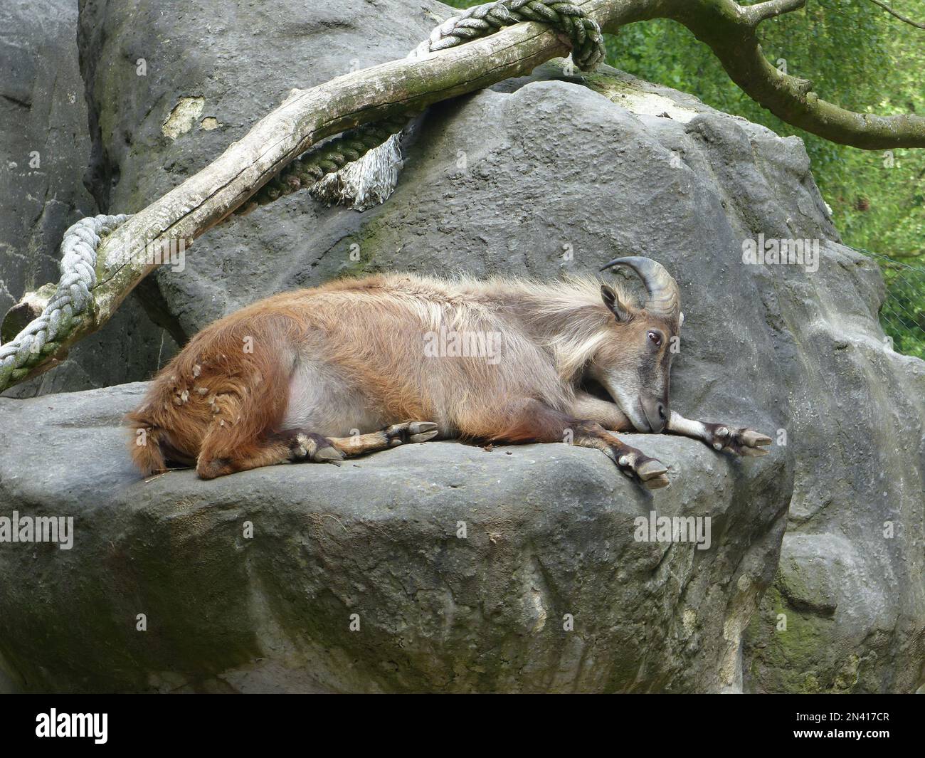 Himalayan tahr on rock hi-res stock photography and images - Alamy