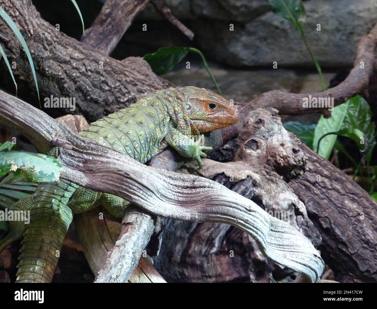 A Northern caiman lizard on a tree Stock Photo - Alamy