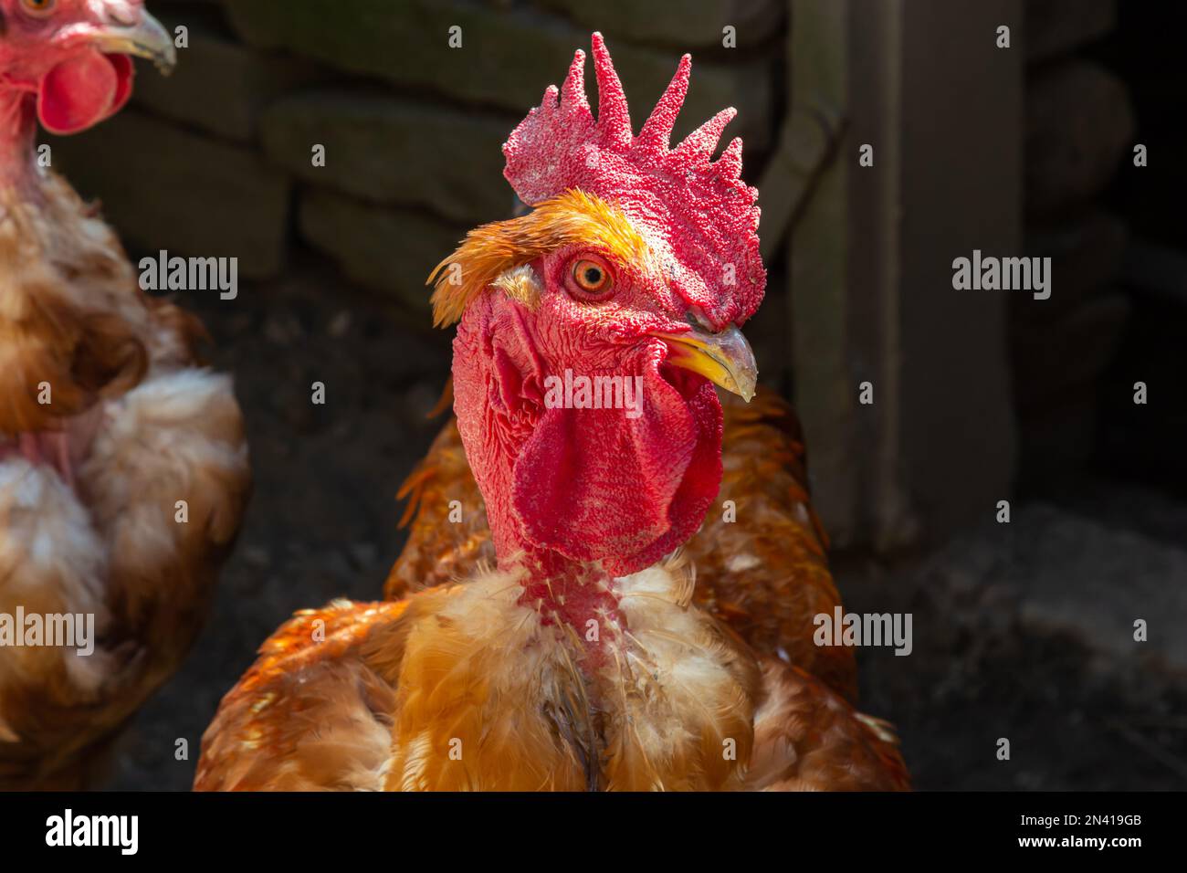 Red hen on farm. Homemade poultry. Chicken in a traditional poultry ...