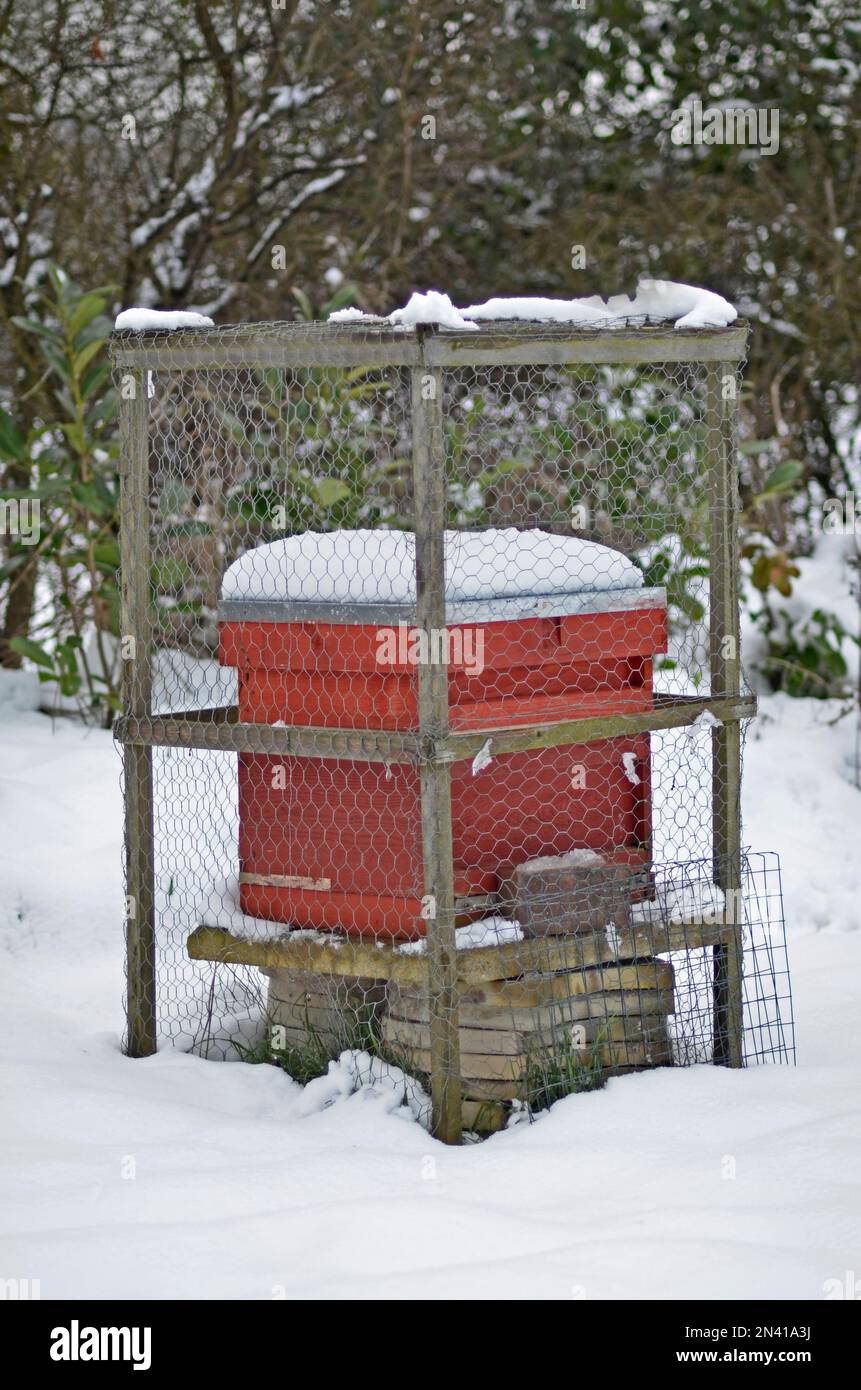 national beehive in snow with wire netting protection from woodpeckers ...