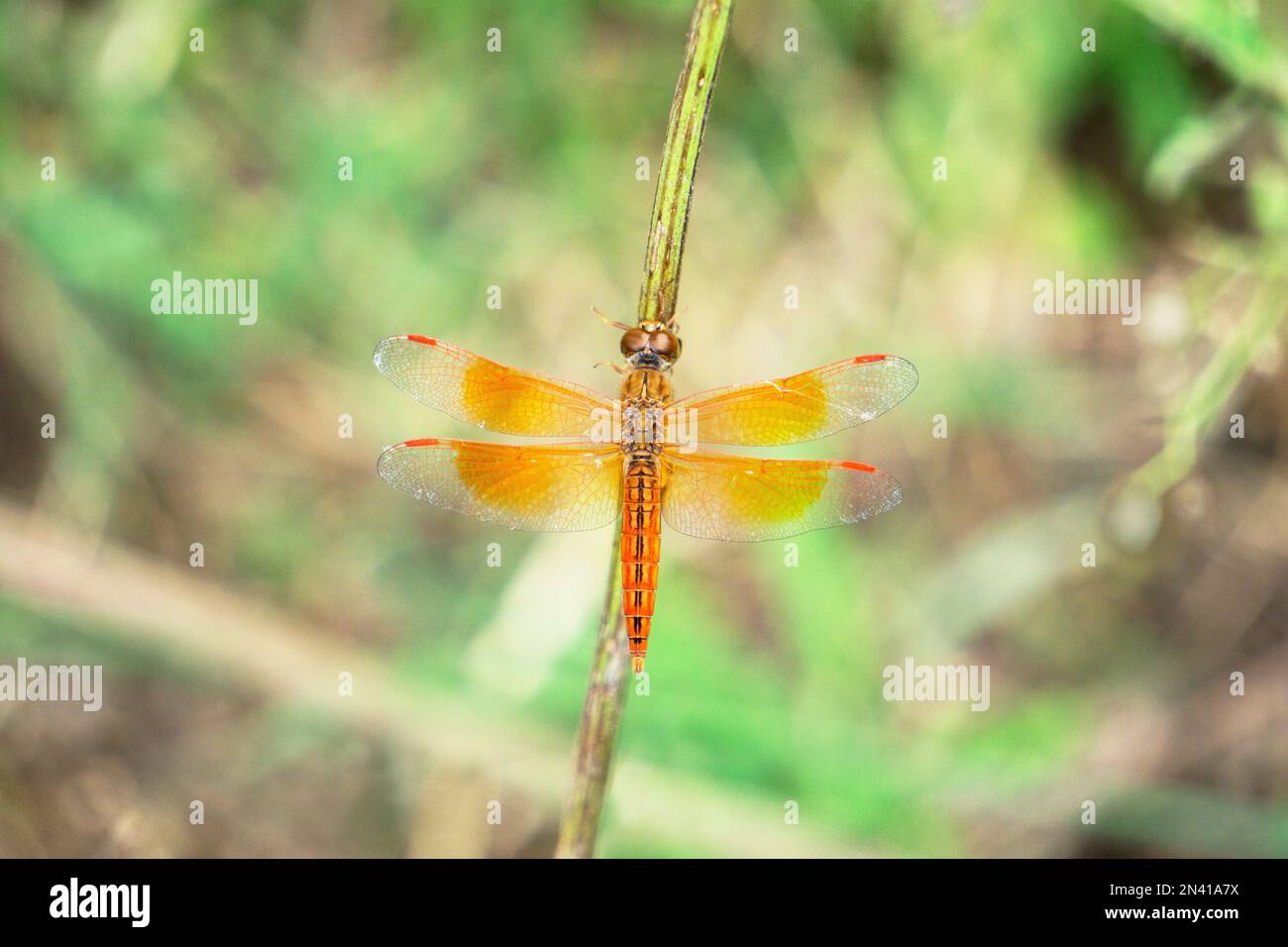 Flame skimmer or firecracker skimmer, Libellula saturata, Satara ...