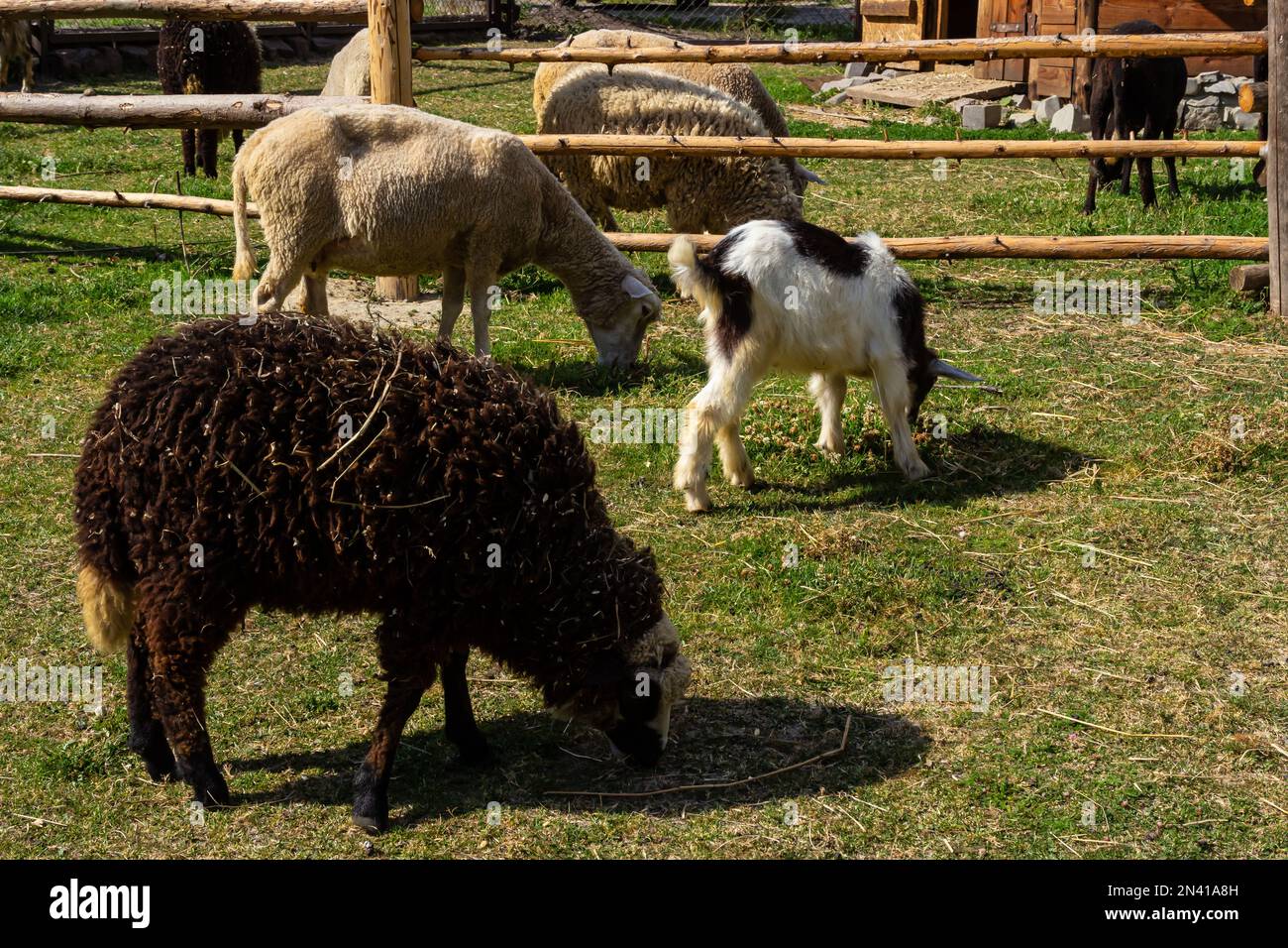 The sheep are pasturing on the farm, care of household pets. Warm ...