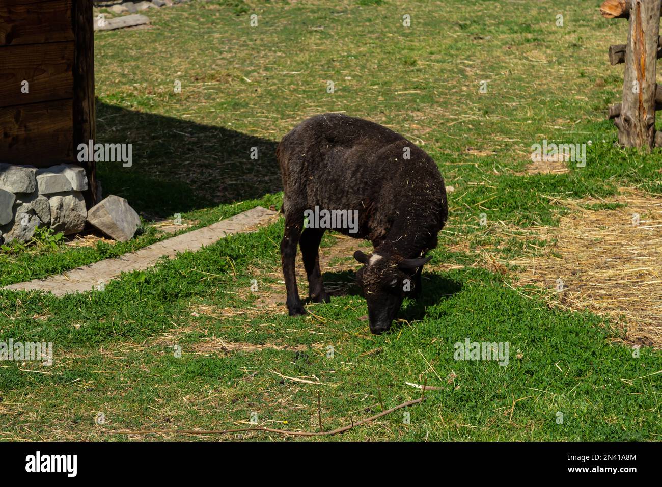 The sheep are pasturing on the farm, care of household pets. Warm ...