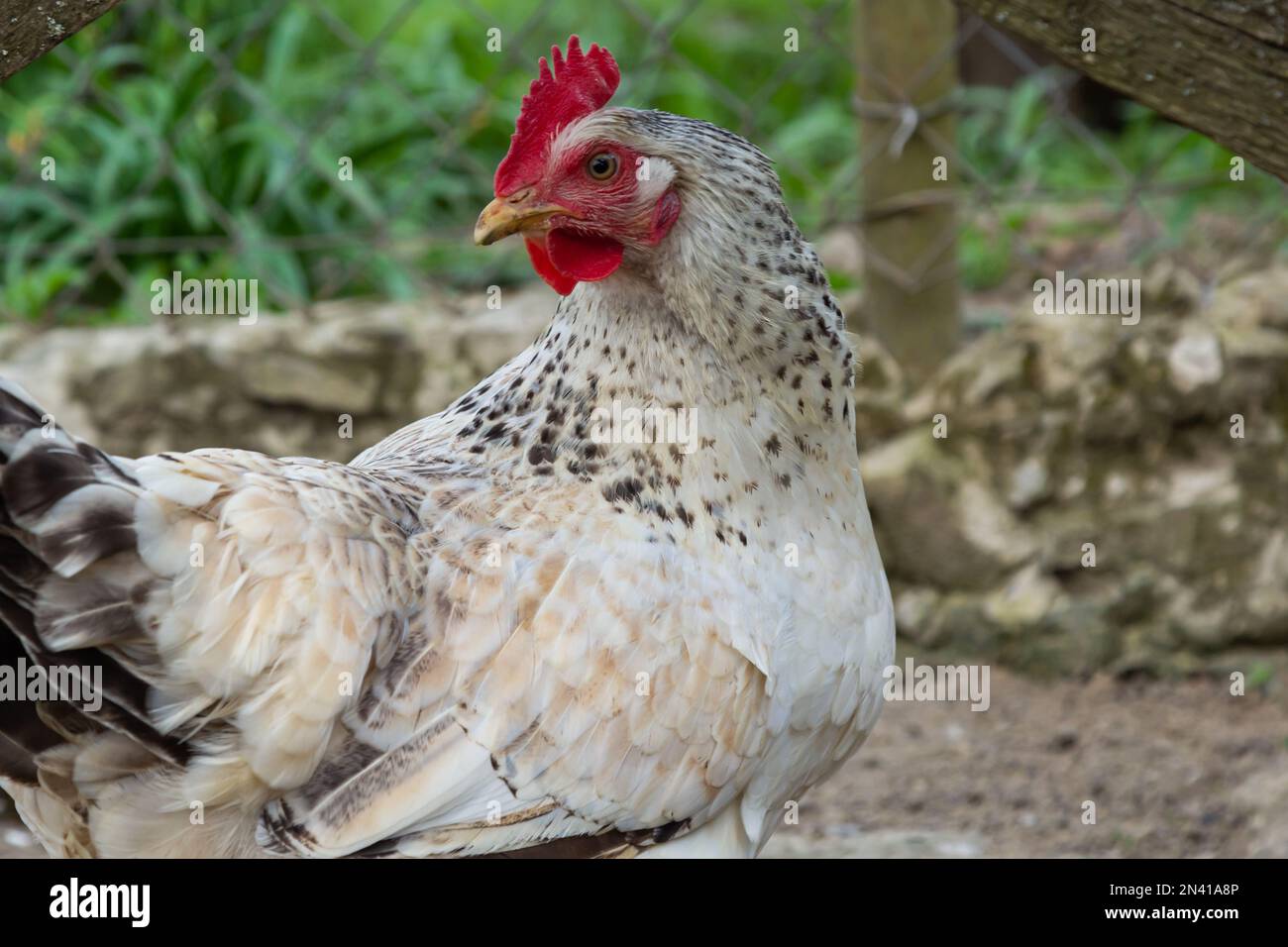 Red hen on farm. Homemade poultry. Chicken in a traditional poultry ...