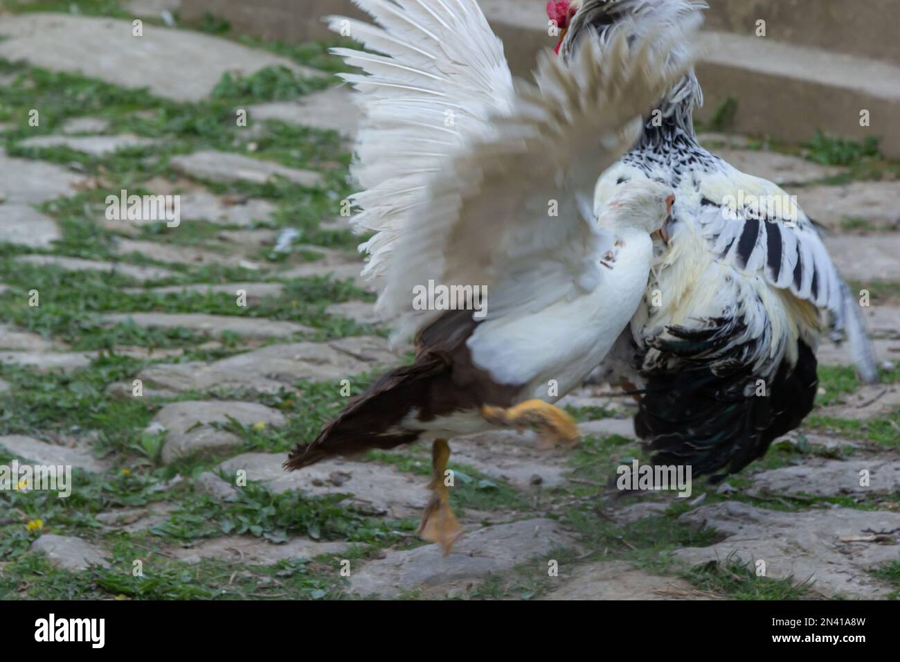 Red hen on farm. Homemade poultry. Chicken in a traditional poultry ...