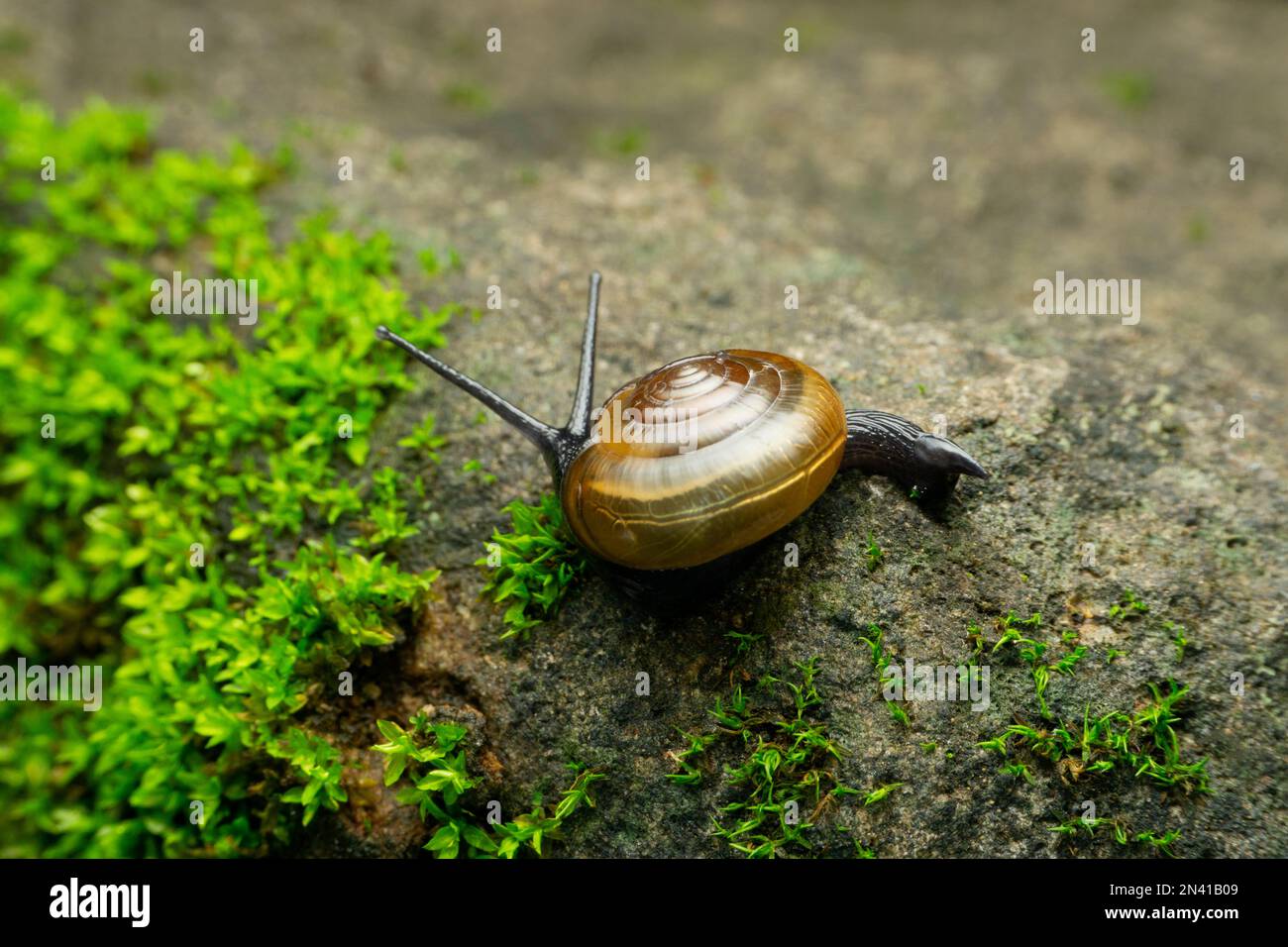 Black land snail endemic to western ghats, Satara, Maharashtra, India ...