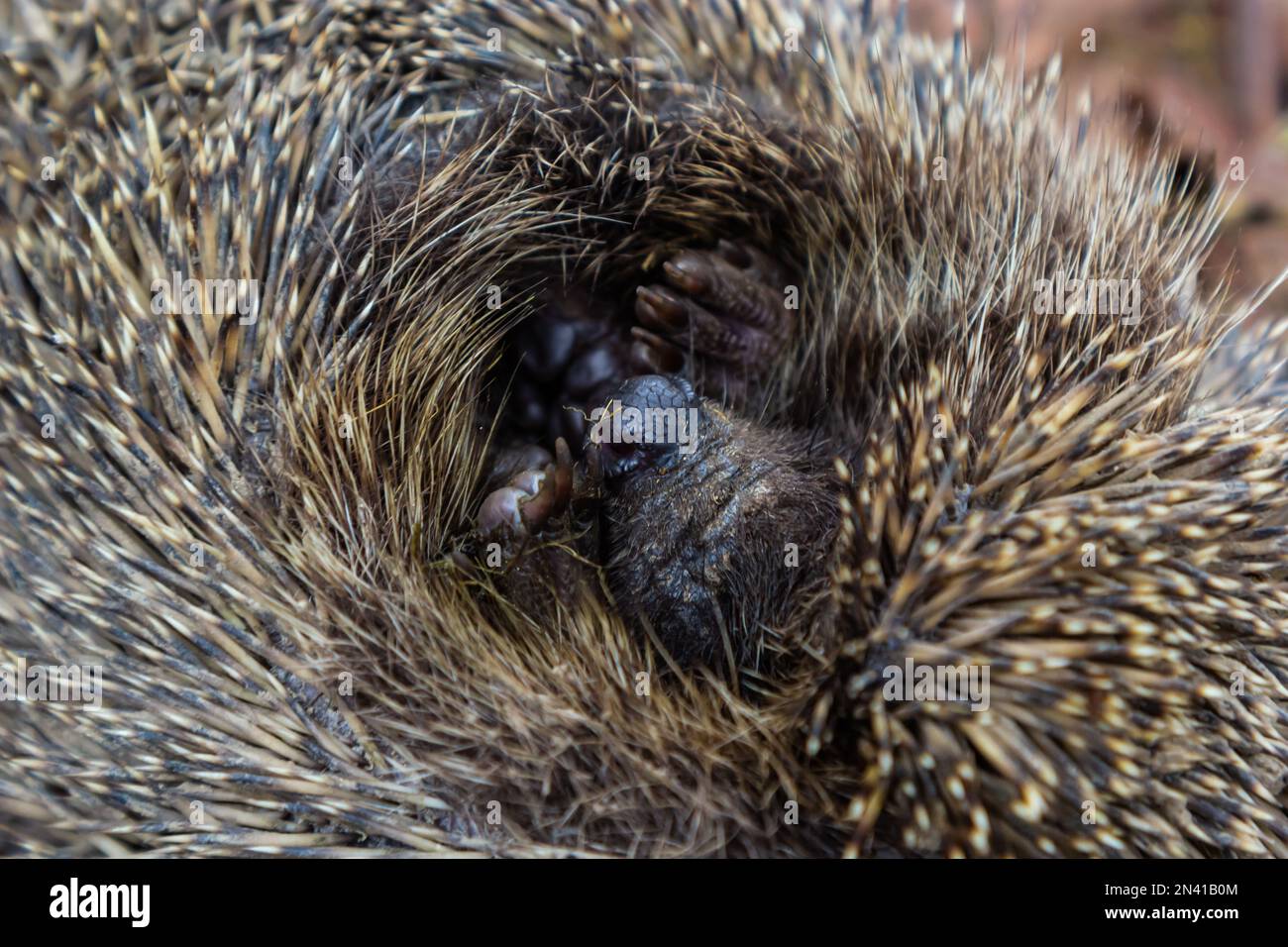 A native, wild European hedgehog curled up in an autumn leaf. Up close ...