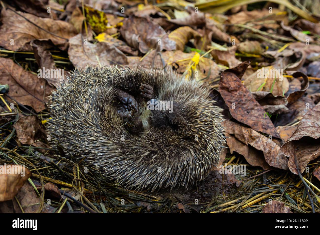 A native, wild European hedgehog curled up in an autumn leaf. Up close ...