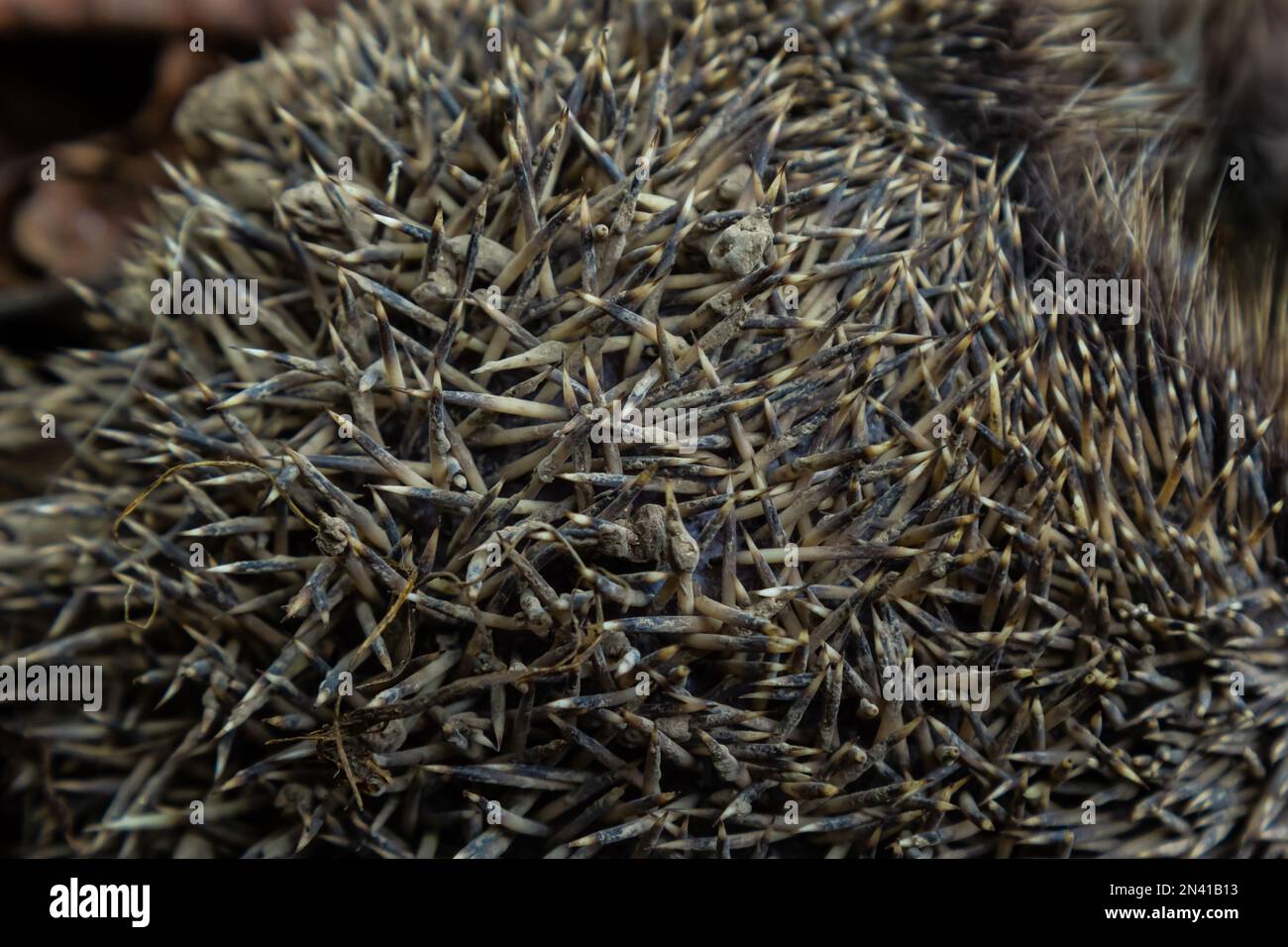 A native, wild European hedgehog curled up in an autumn leaf. Up close ...