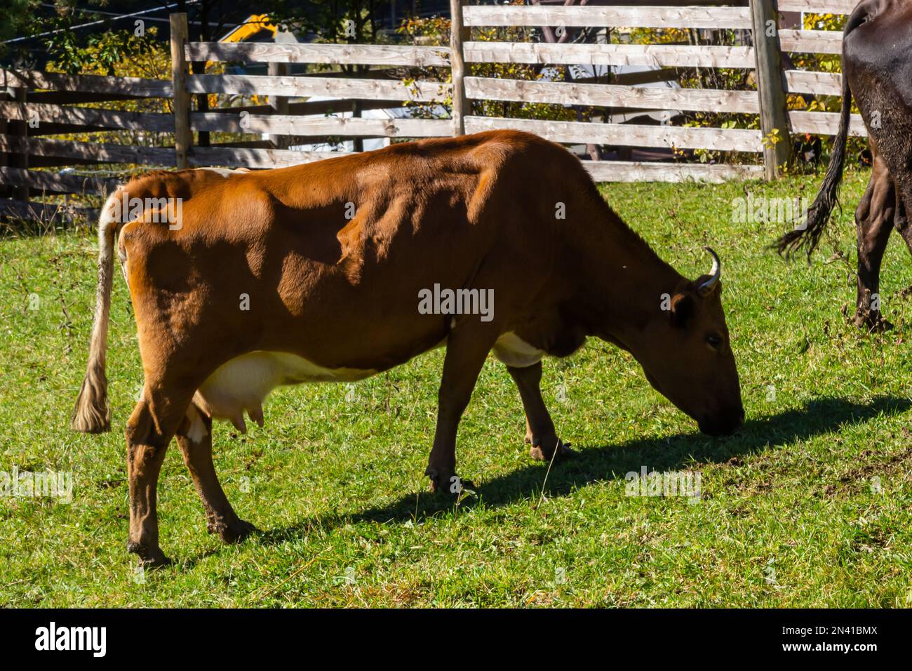 Brown dairy cow grazing on a pasture. More cows in the background ...