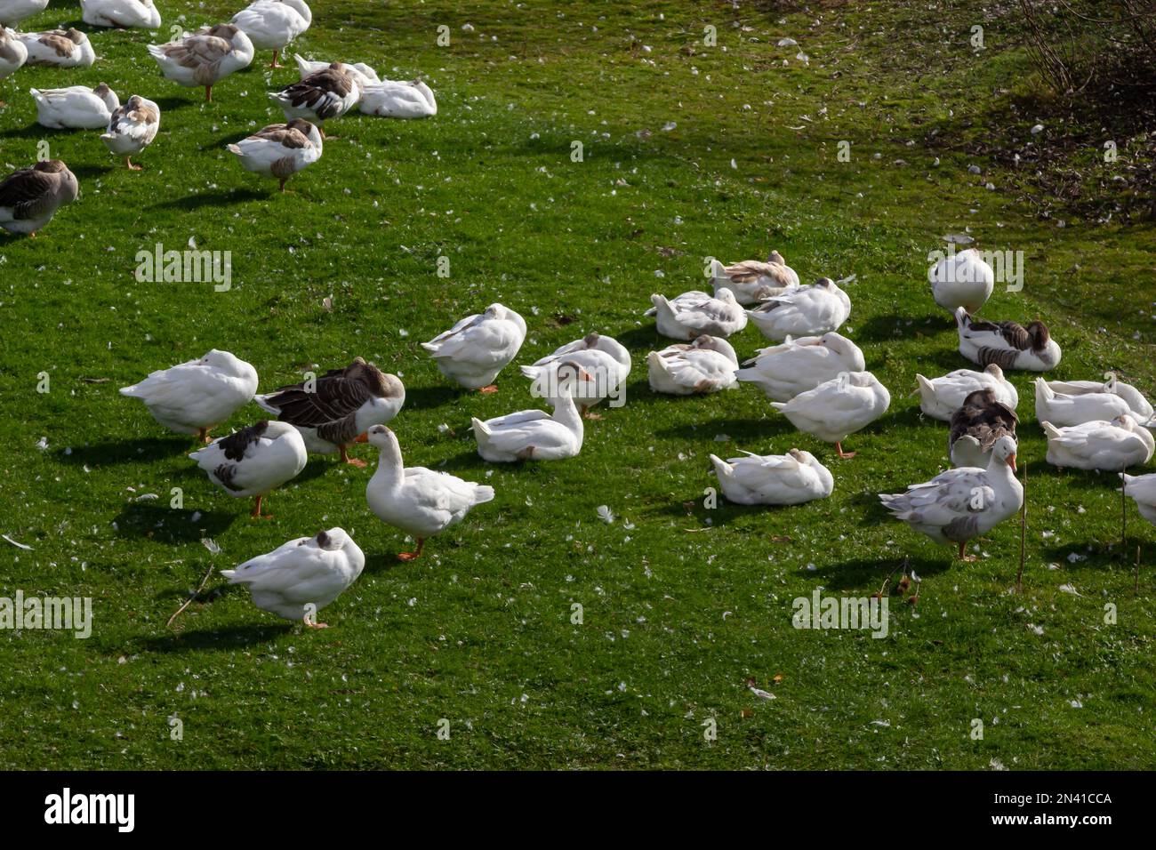 Gray Beautiful Geese In A Pasture In The Countryside Walk On The Green Grass Livestock Farm