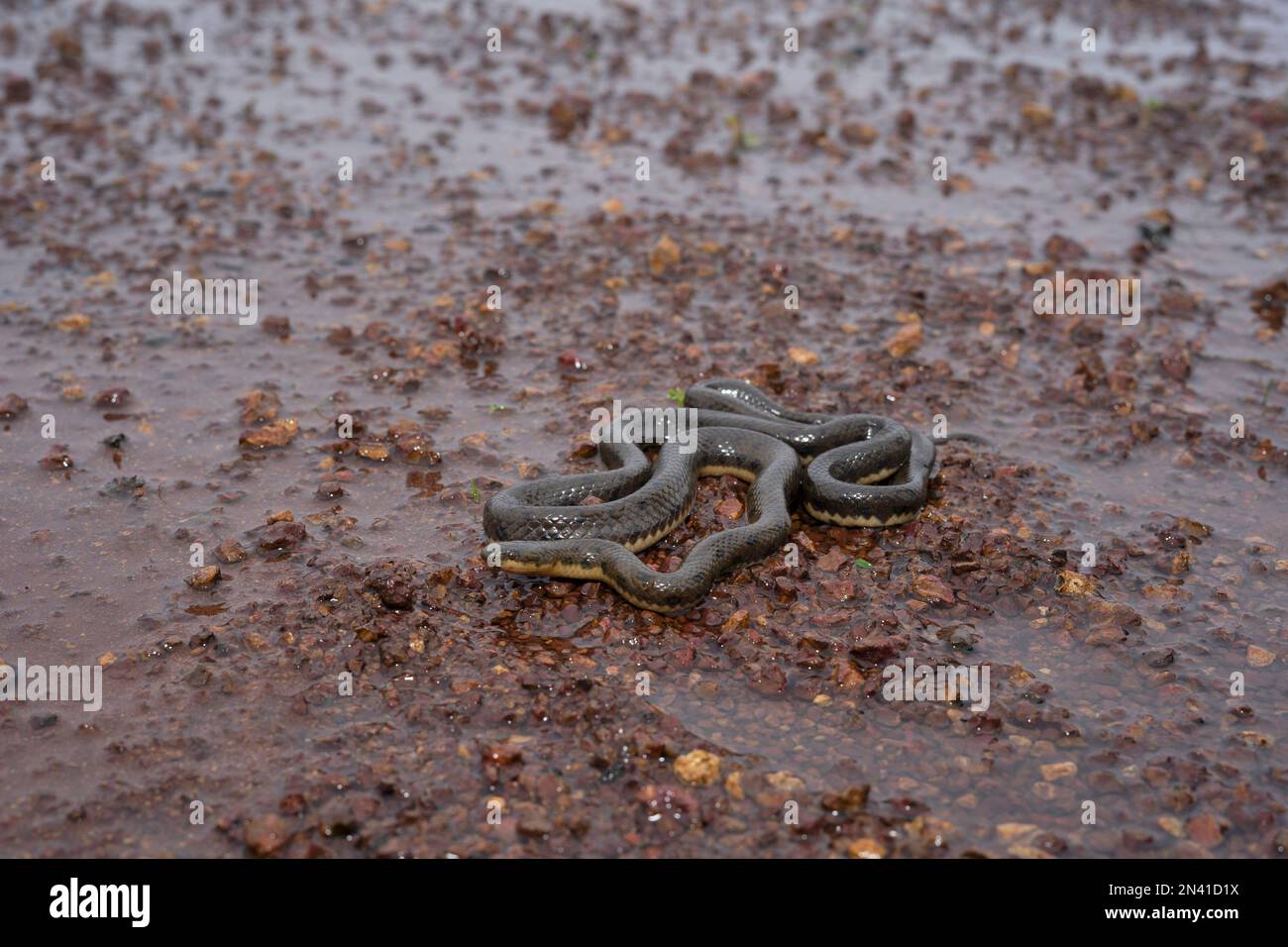 Rhabdops olivaceus, the olive trapezoid snake or olive forest snake, is ...