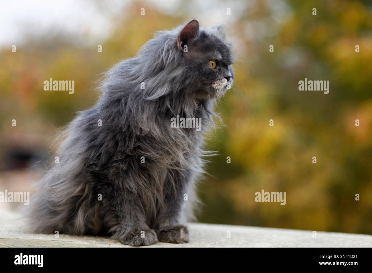 Persian cat breed, Satara, Maharashtra, India Stock Photo - Alamy
