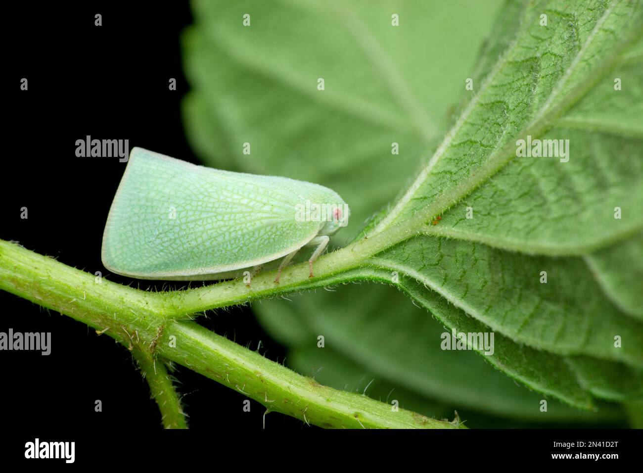 Green treehopper on tree branch Stock Photo - Alamy