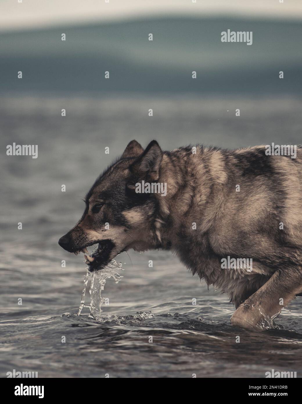 A closeup of a Gray Wolf crossing on a river angrily Stock Photo - Alamy