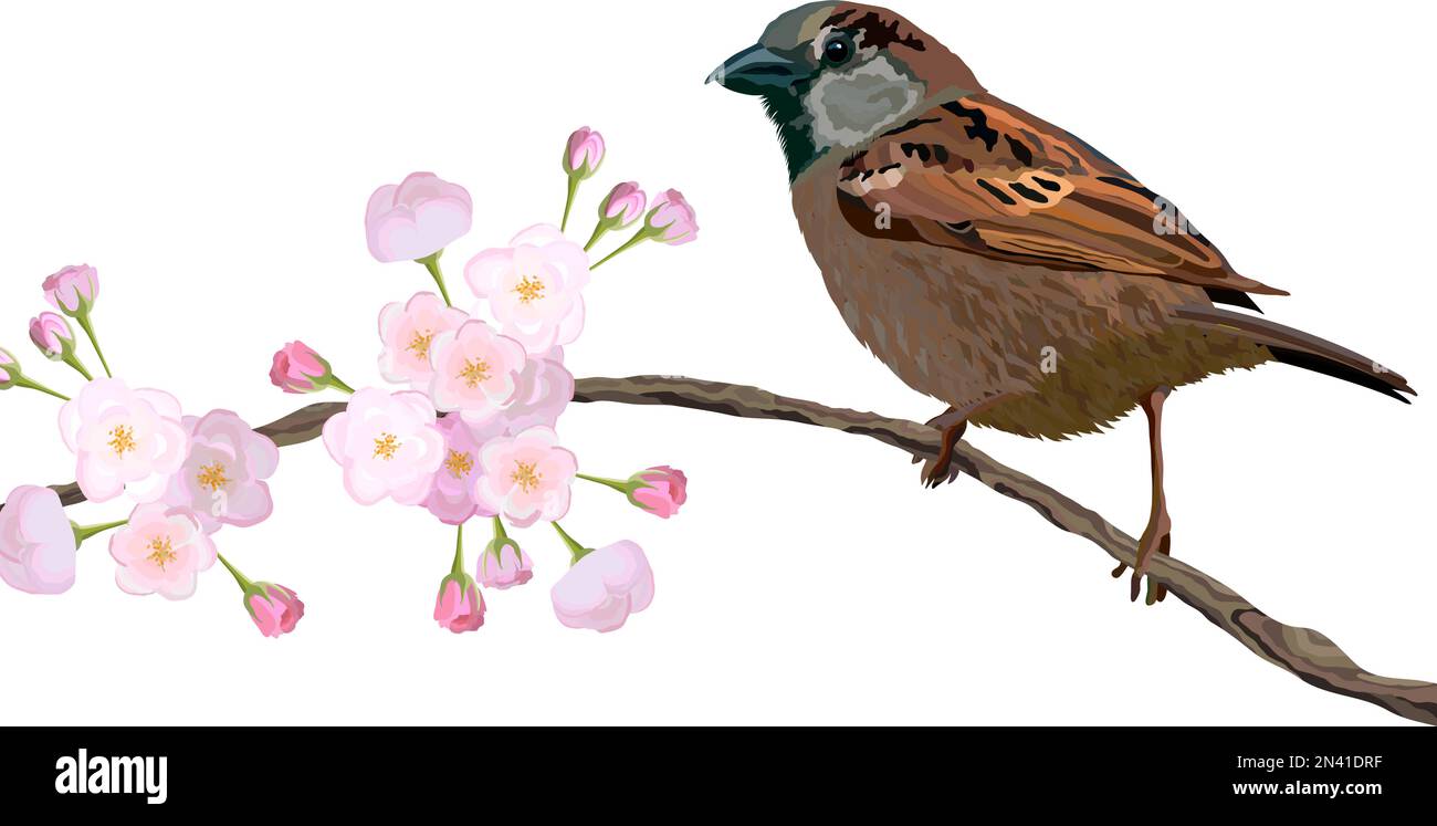 Eurasian tree sparrow bird sitting on the blossom branch in spring ...