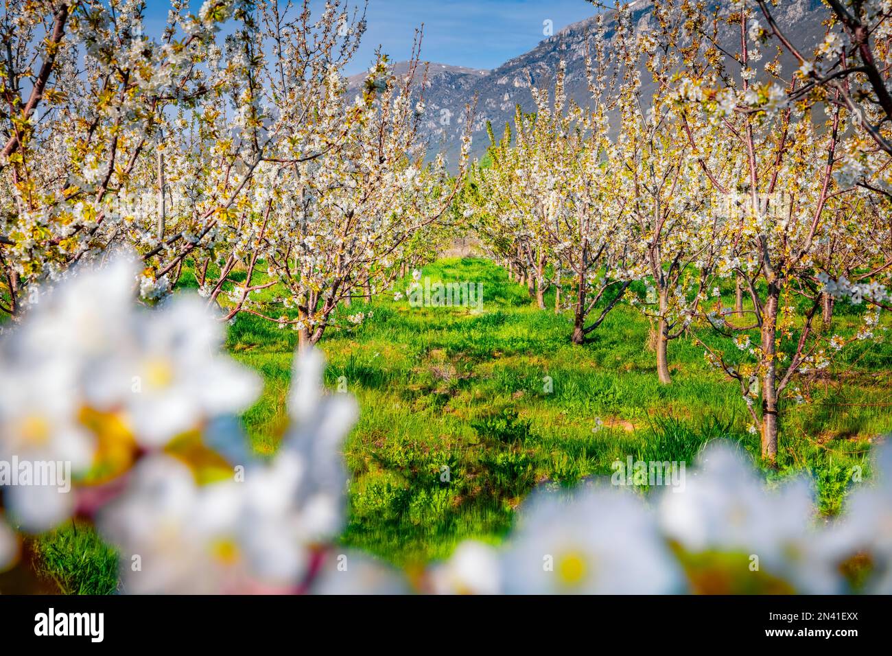 Wonderful spring scenery. Apple trees garden in the outskirts of Bitola ...