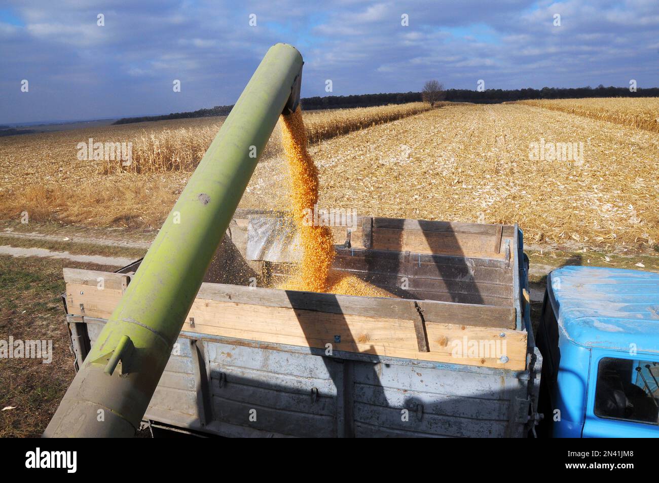 In the field from the hopper of the combine, the corn of the new corn ...