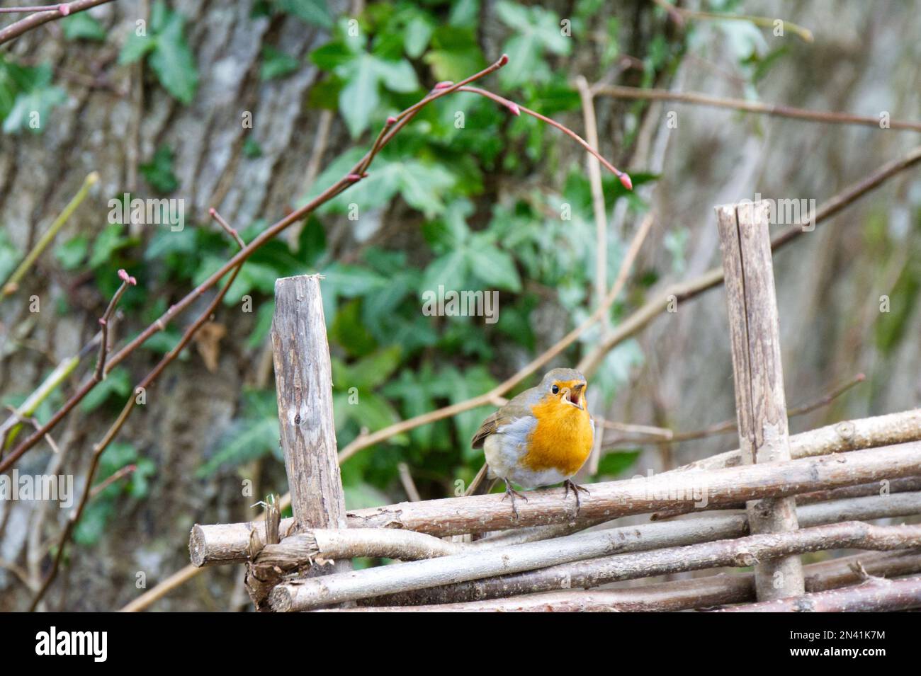 European Robin, Erithacus rubecula, also known as Robin red redbreast ...