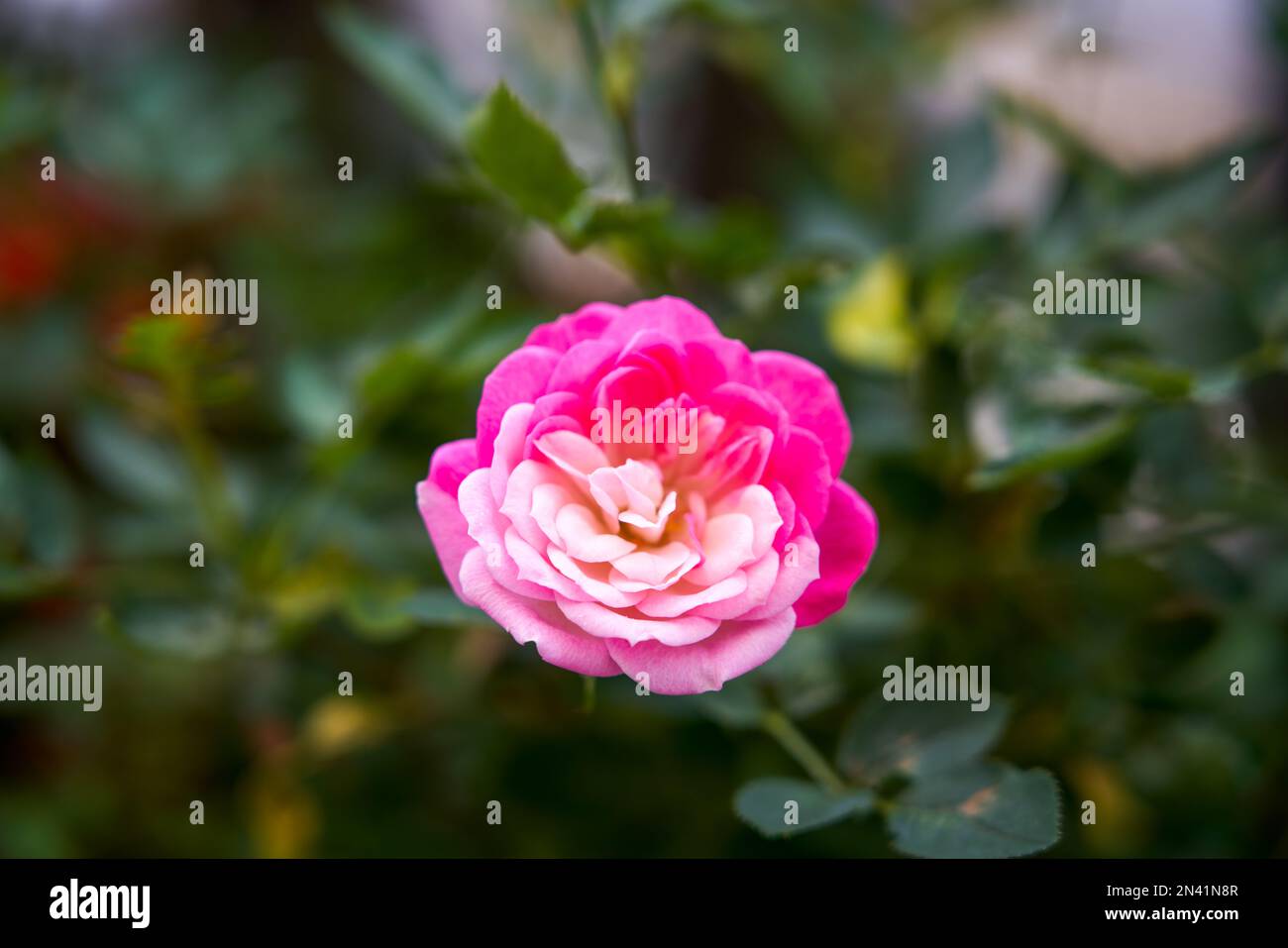A very special bicolor pink rose flower Stock Photo - Alamy