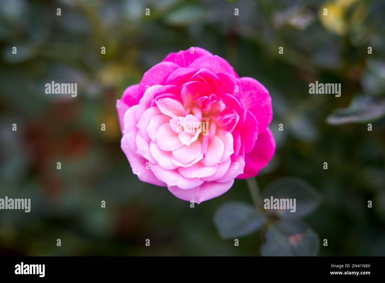 A very special bicolor pink rose flower Stock Photo - Alamy
