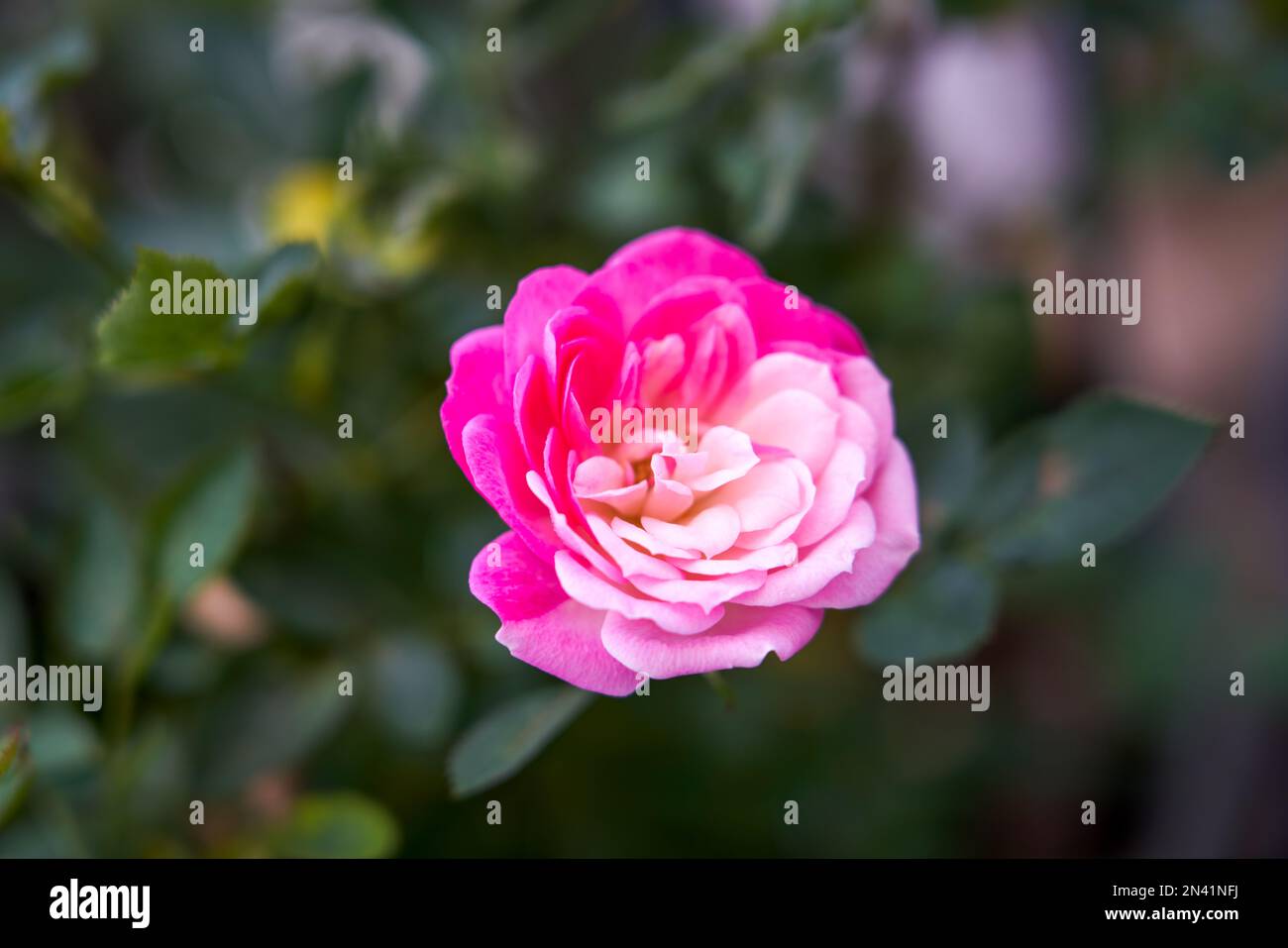 A very special bicolor pink rose flower Stock Photo - Alamy