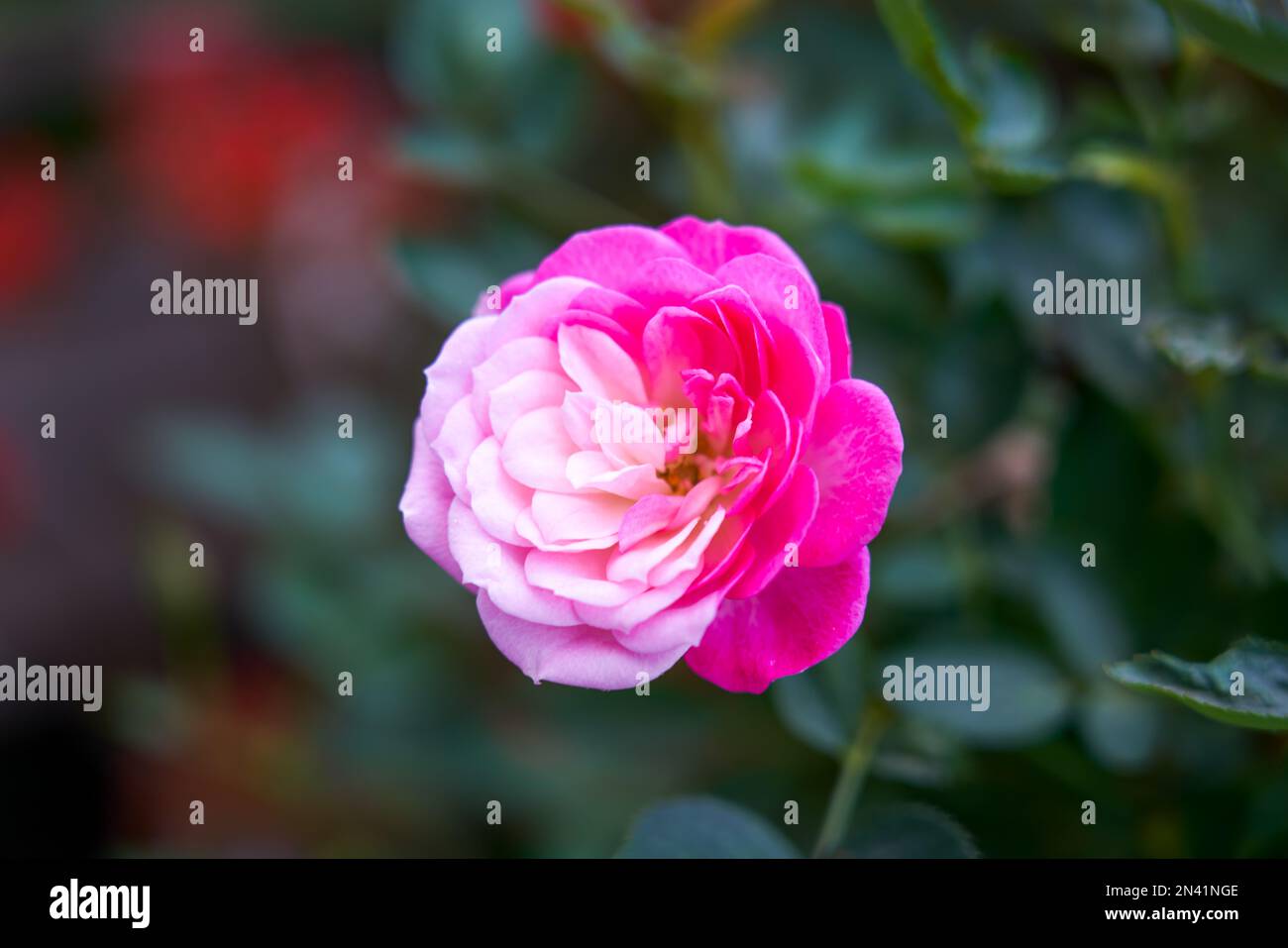 A very special bicolor pink rose flower Stock Photo - Alamy