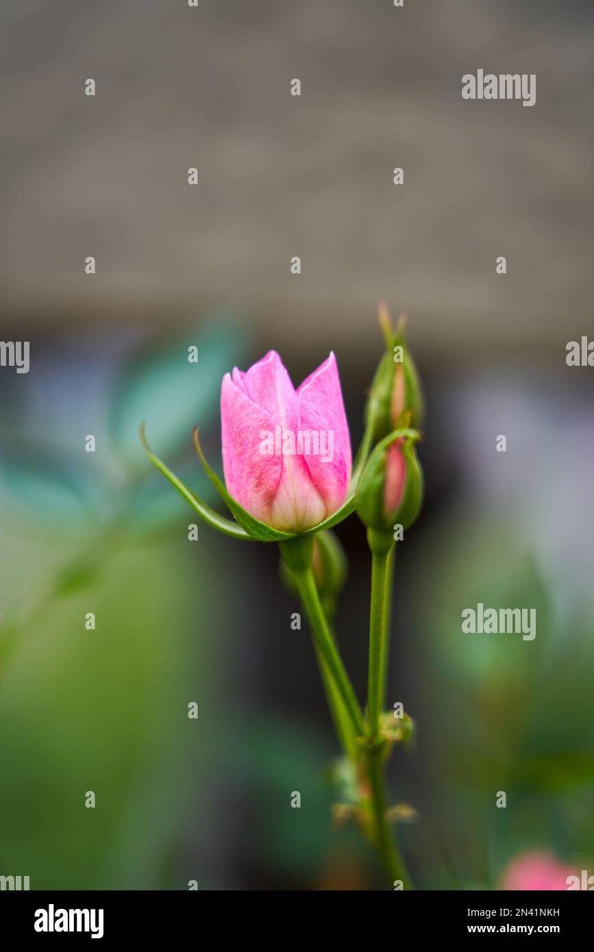 A pink rosebud about to bloom Stock Photo - Alamy