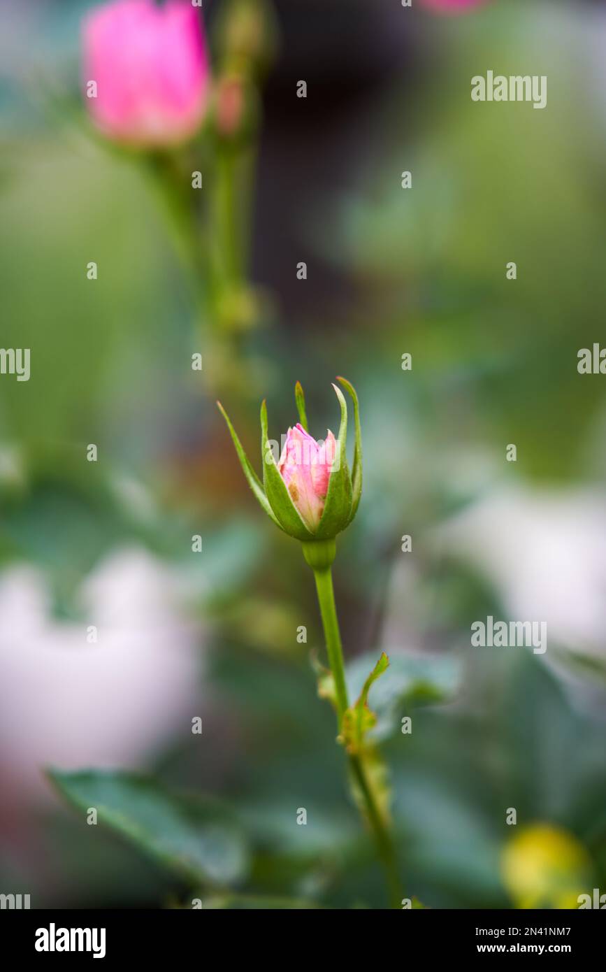 A pink rosebud about to bloom Stock Photo - Alamy