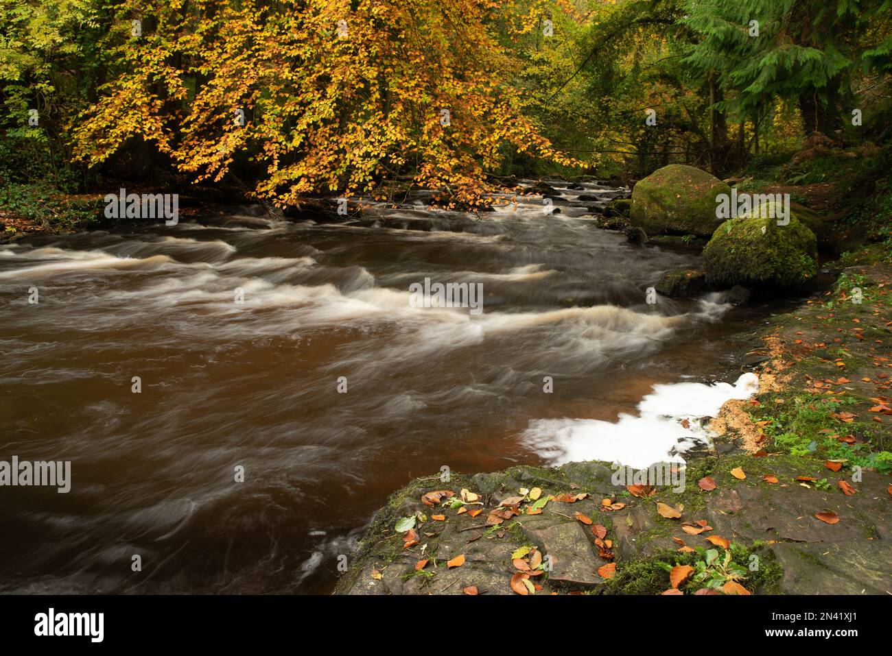 Autumnal scene river rapids with tree in full autumn colour and golden ...