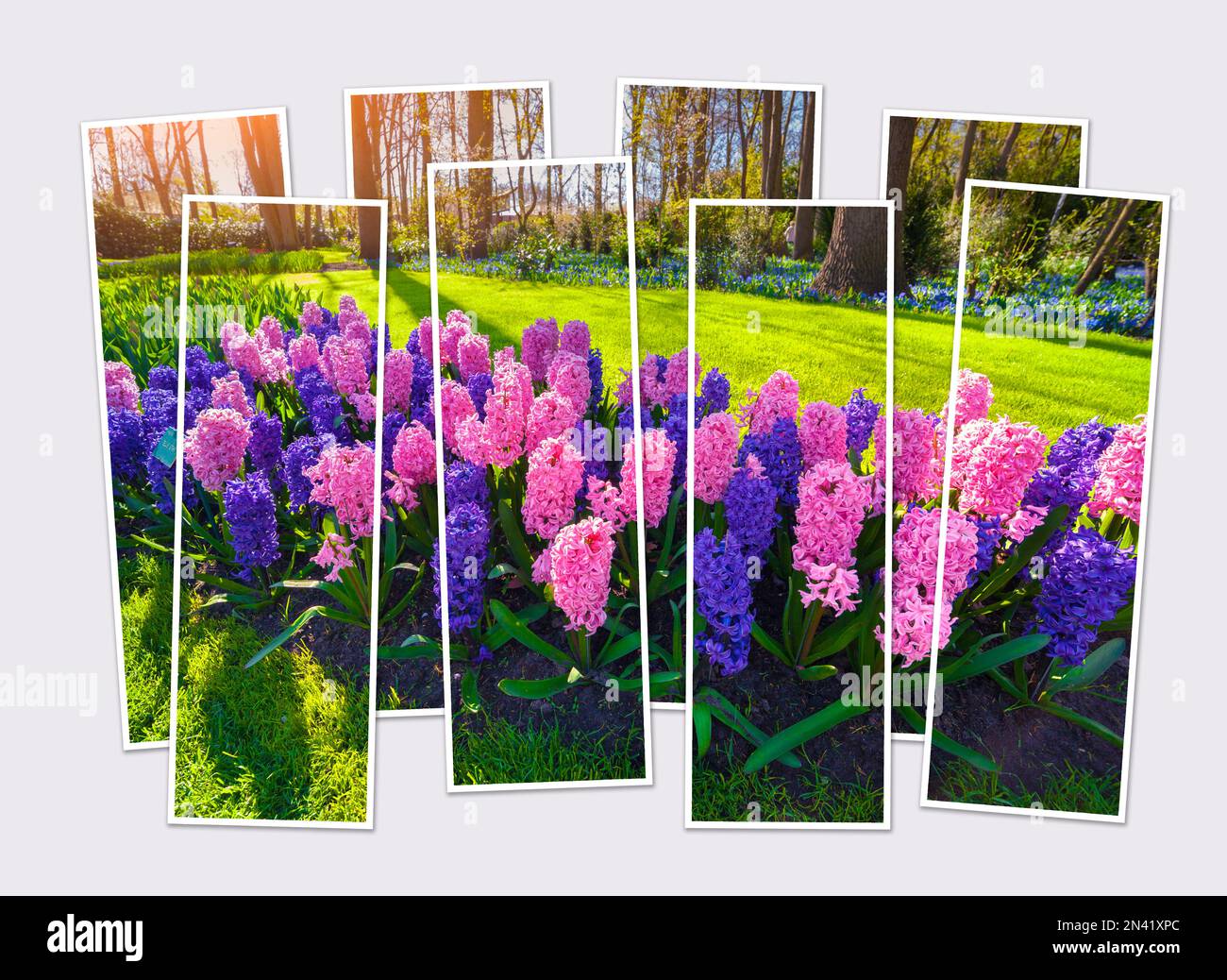Isolated eight frames collage of picture of blooming hyacinth flowers ...