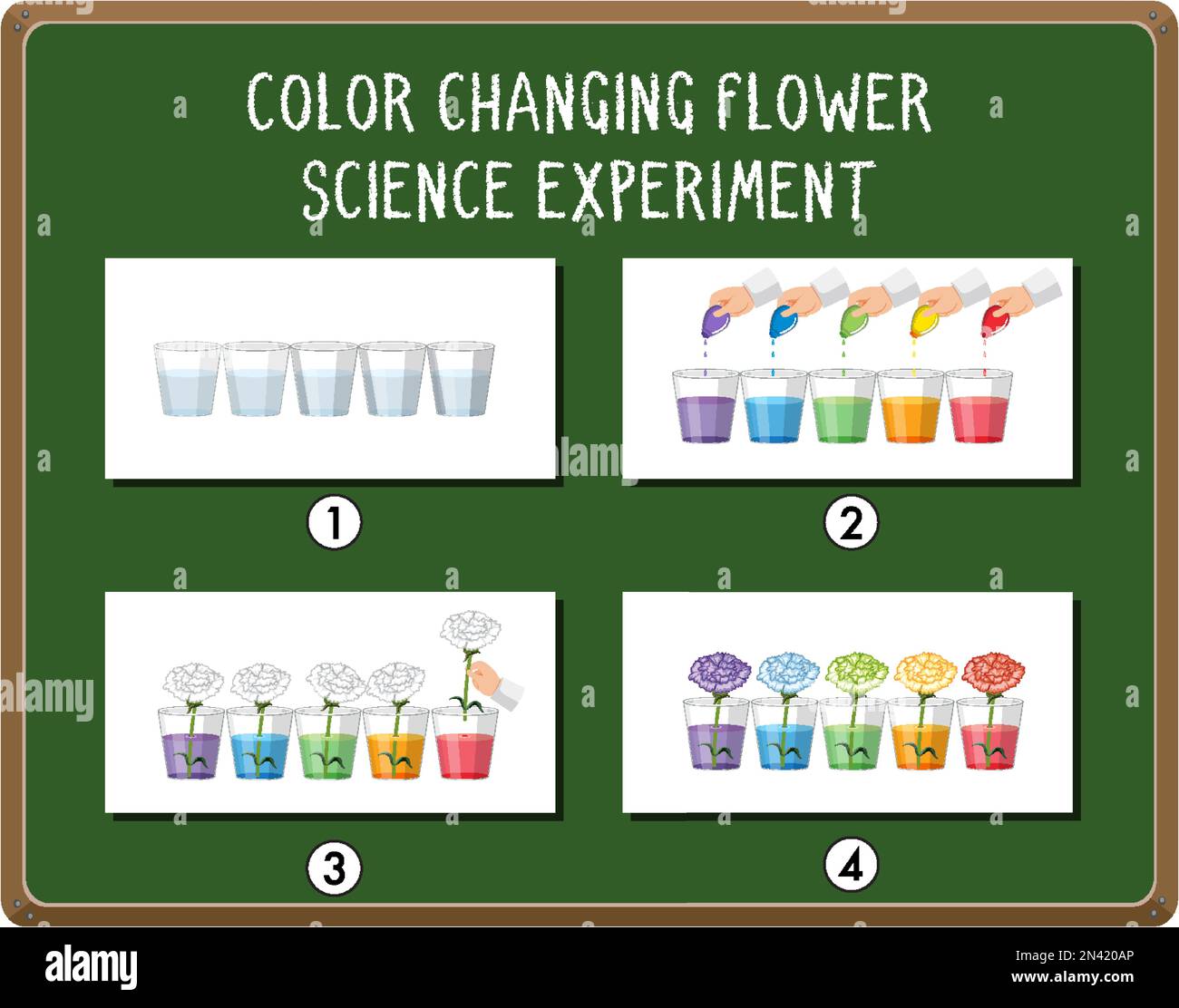 Color changing flowers science experiment illustration Stock Vector ...