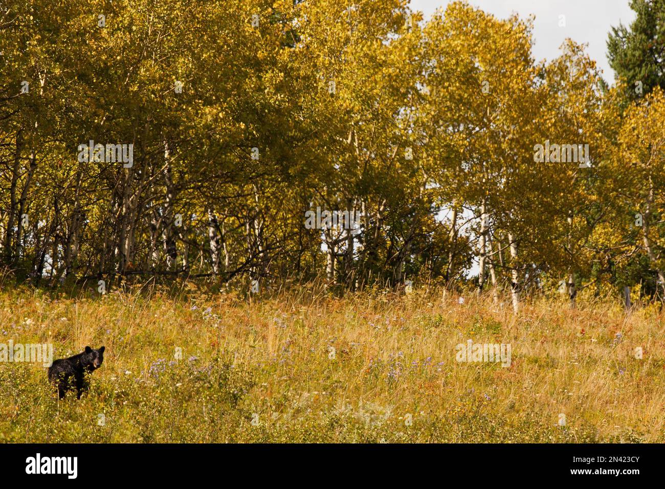 A view of the American black bear looking back while walking in a tall ...