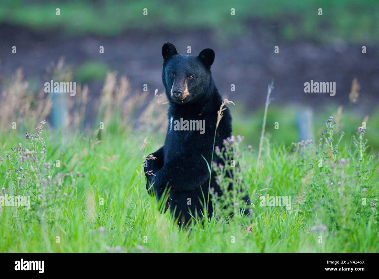 Bear standing on two legs hi-res stock photography and images - Alamy