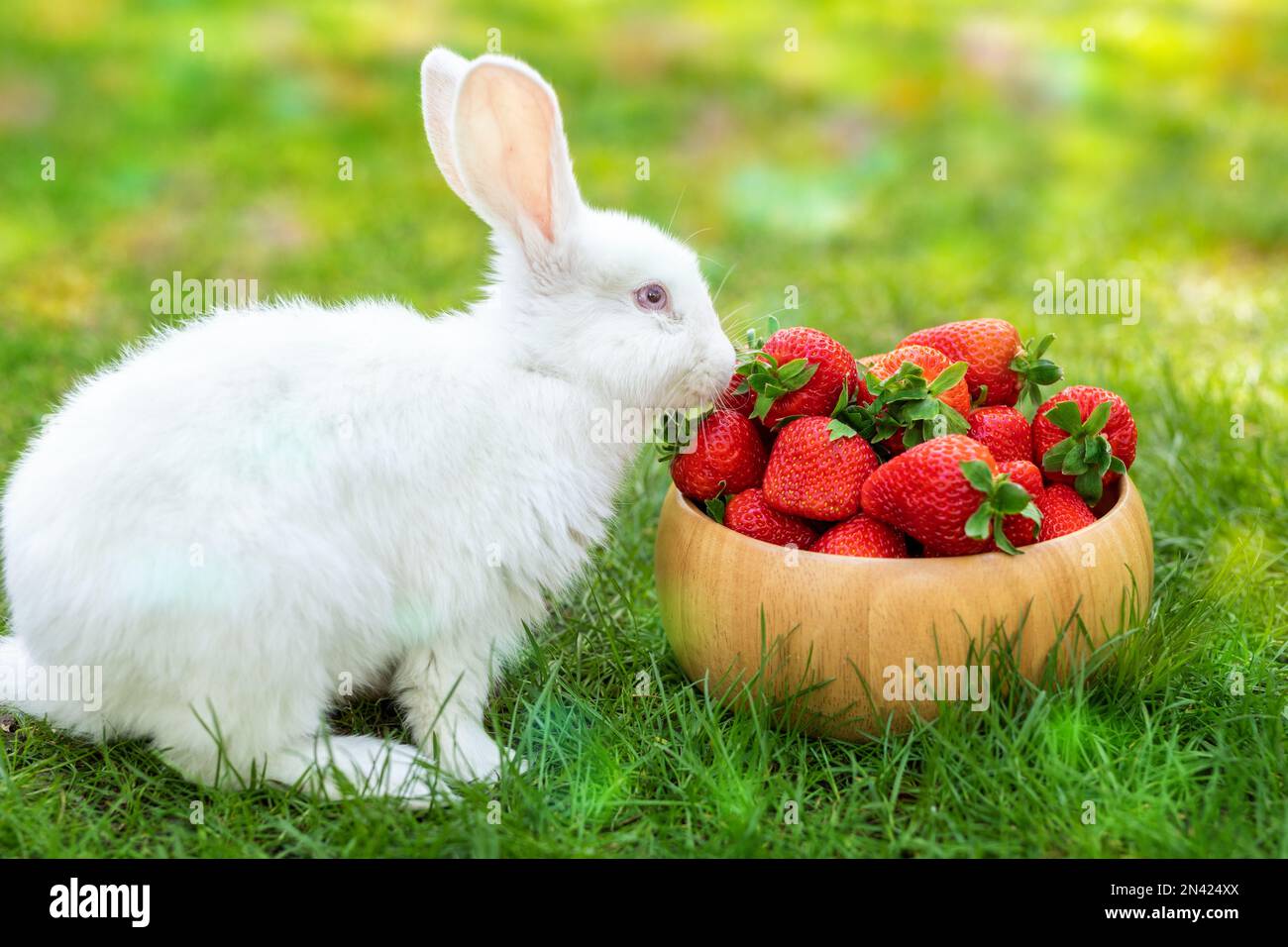 Cute beautiful white fluffy rabbit sitting on green grass lawn backyard ...