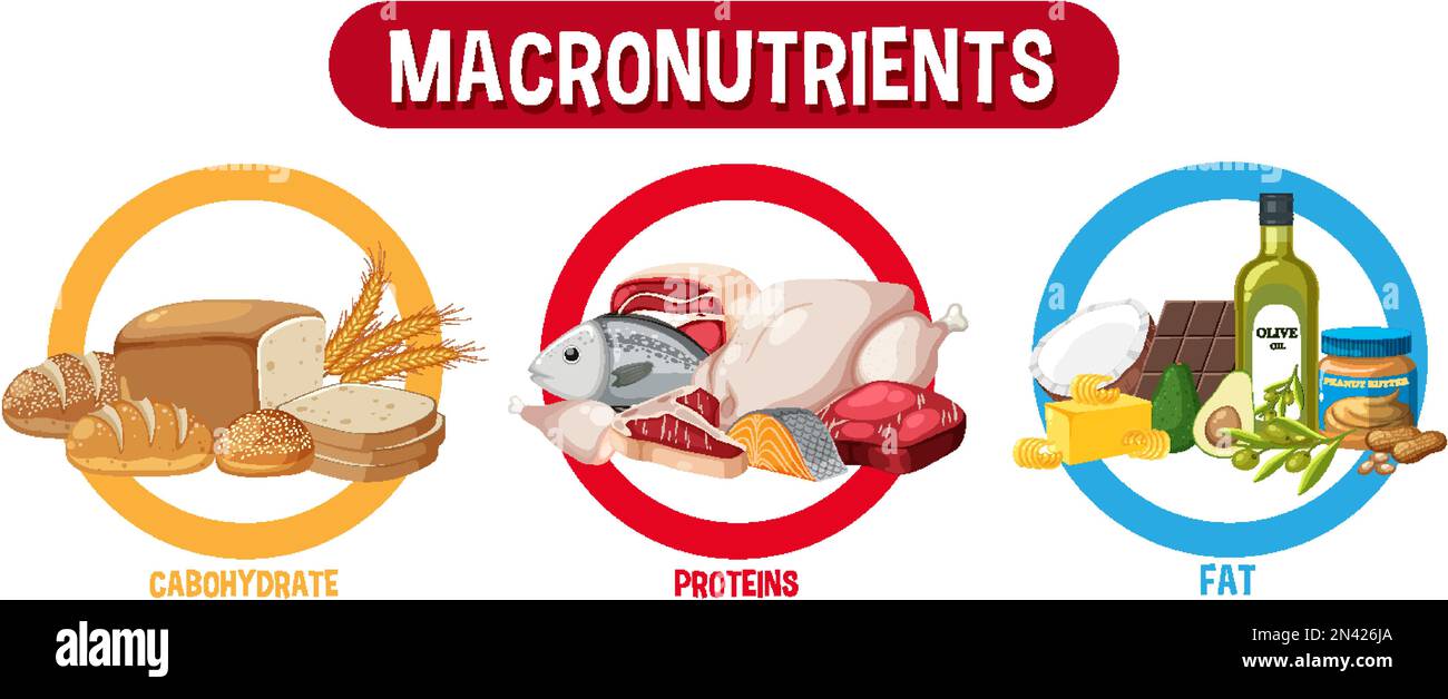 Main food groups macronutrients vector illustration Stock Vector Image ...