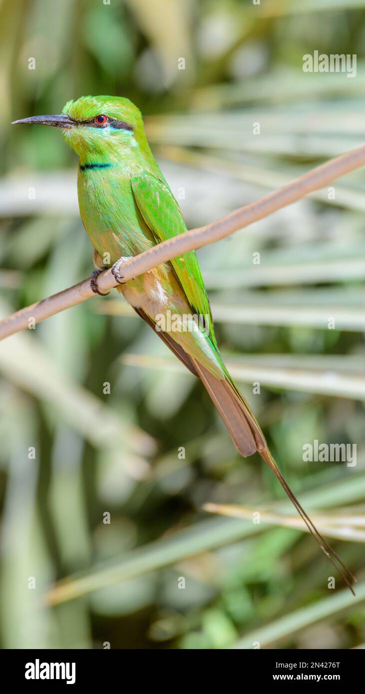 Aswan wildlife hi-res stock photography and images - Alamy
