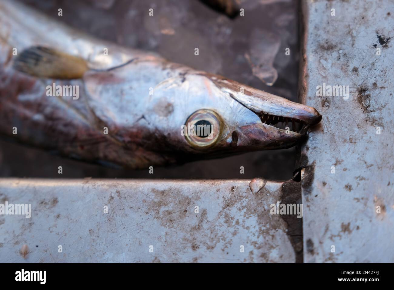 Port fish market hi-res stock photography and images - Alamy