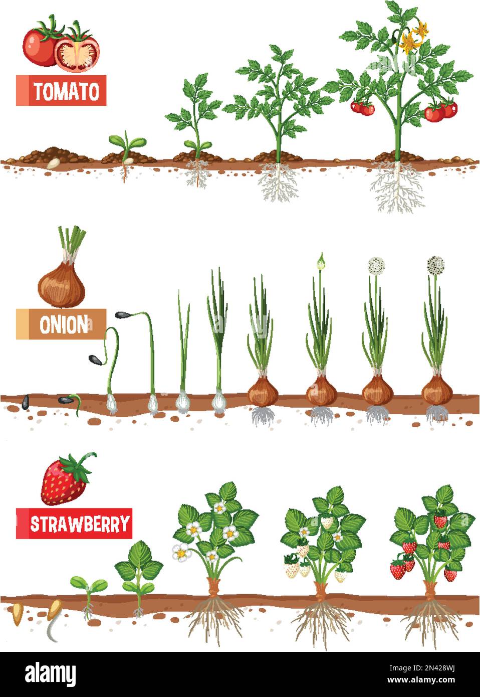 Set of Plants Growth Stages illustration Stock Vector Image & Art - Alamy