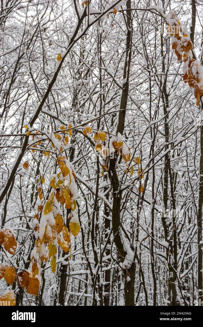 Dry leaves on branches of hornbeam during winter snowfall Stock Photo ...