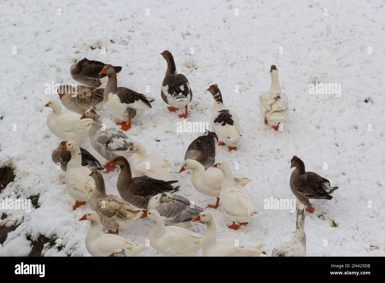 Domestic geese walk in the snow in the countryside Stock Photo - Alamy
