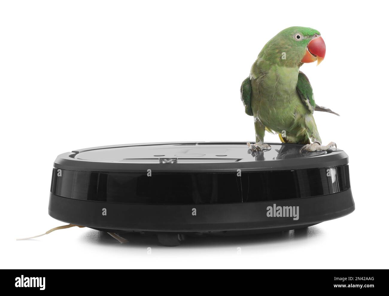 Modern robotic vacuum cleaner and Alexandrine parakeet on white ...