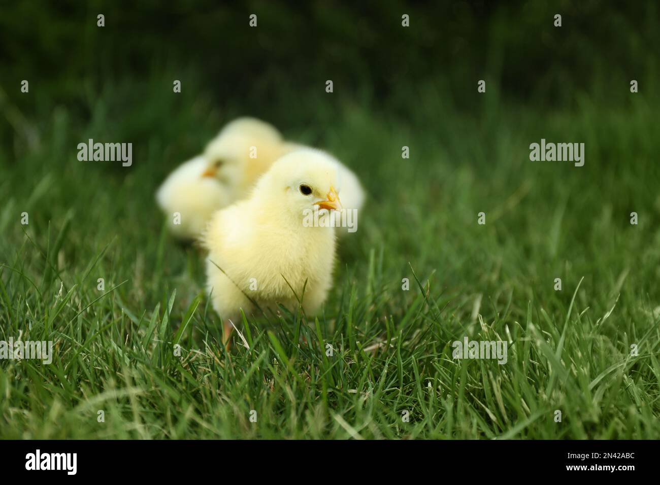 Cute fluffy baby chickens on green grass outdoors. Farm animals Stock ...