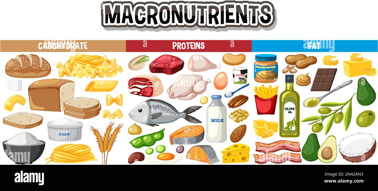 Main food groups macronutrients vector illustration Stock Vector Image ...