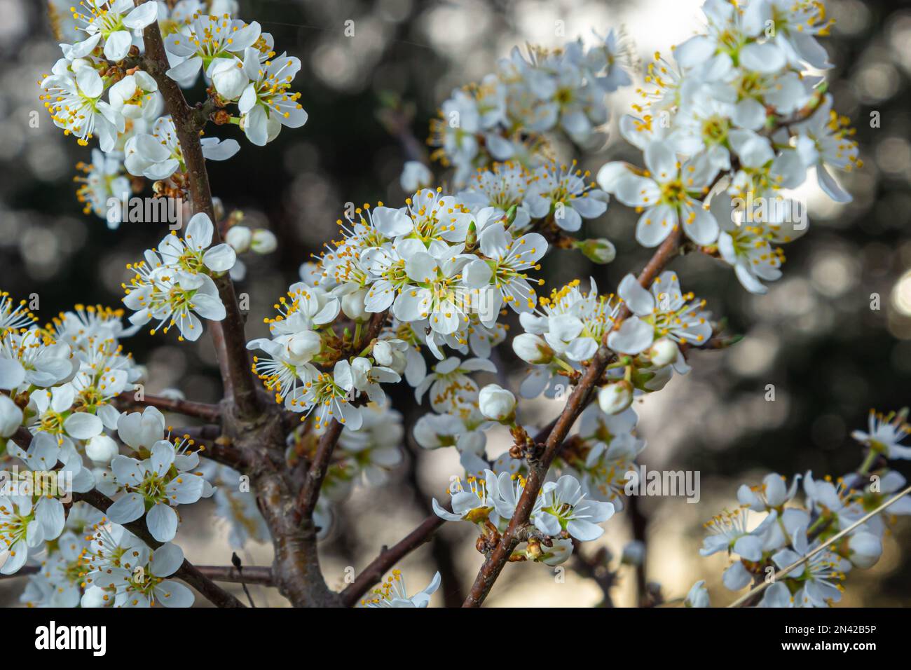 Blackthorn prunus spinosa sloe plant shrub white flower bloom blossom ...